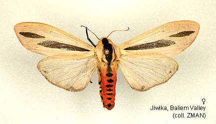 Papua Insects Foundation (Lepidoptera/Erebidae/Arctiinae/Creatonotos ...